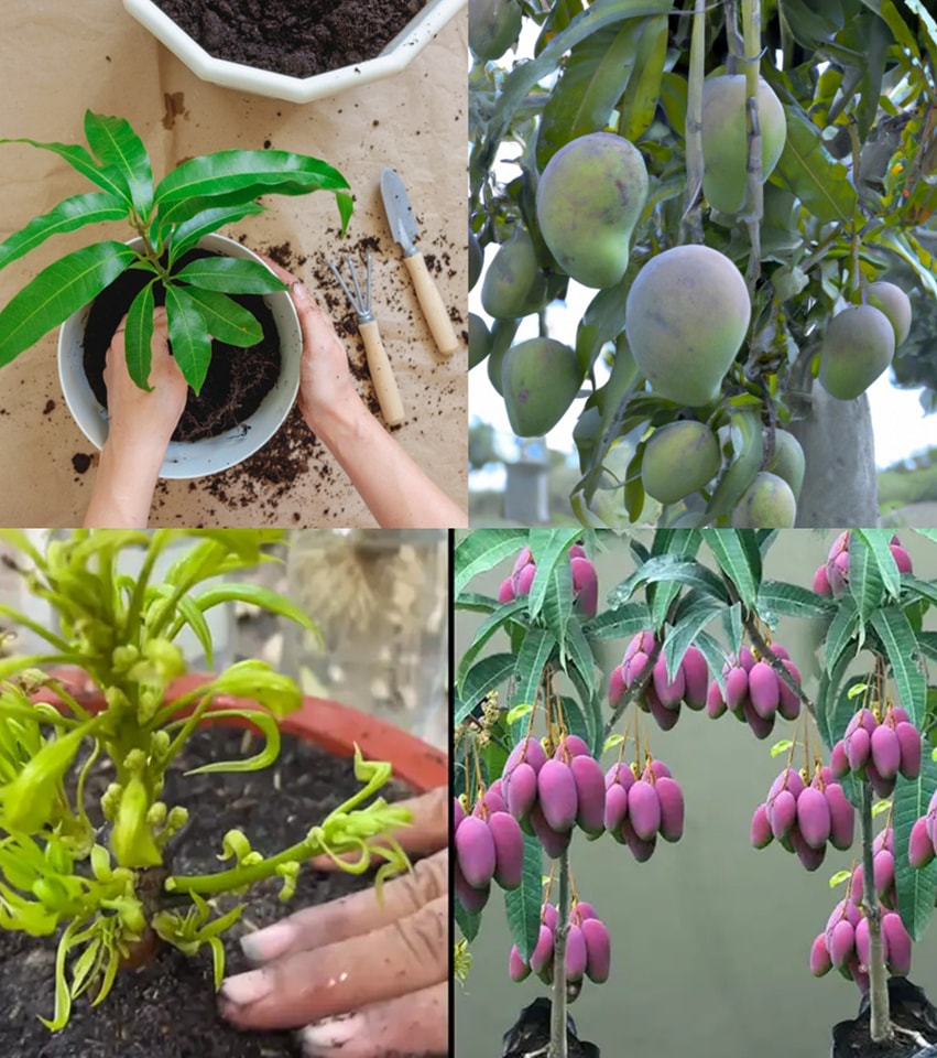 How to Grow Mango Trees from Cuttings in Water: A Step by Step Guide - Light Recipes