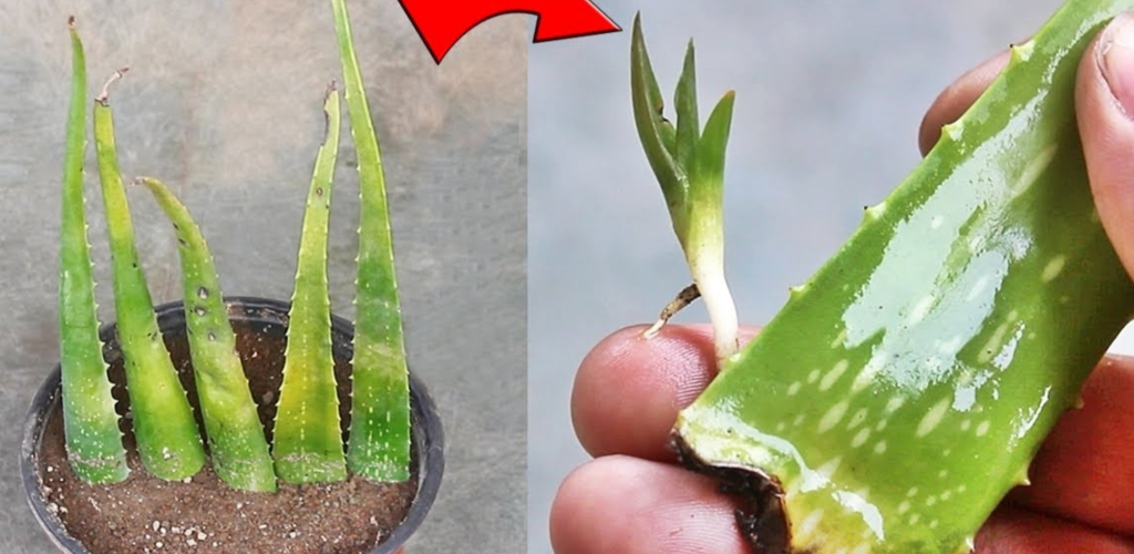 How to Plant Aloe Vera from Leaf Cuttings – Works like a charm…every time. In 2 easy steps ...