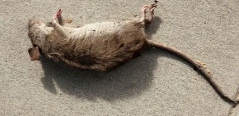 Get rid of rats and cockroaches by applying this - Light Recipes