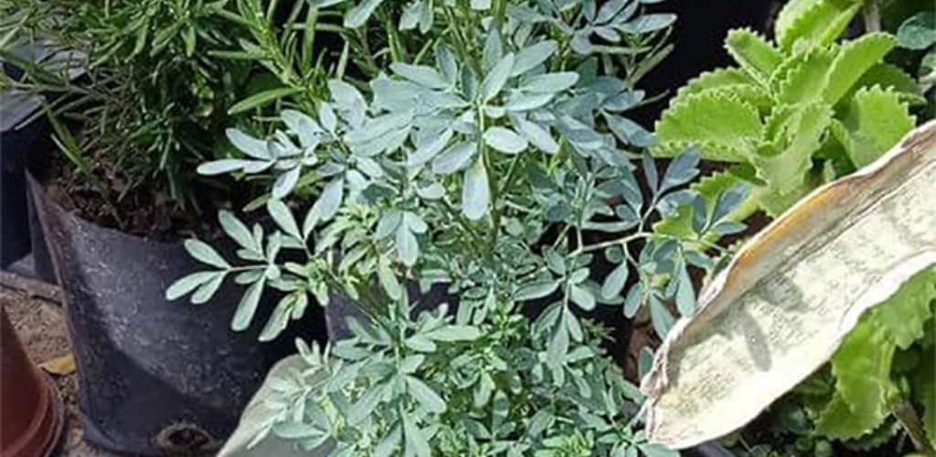 How to prepare rue tea, know its benefits and contraindications - Light ...