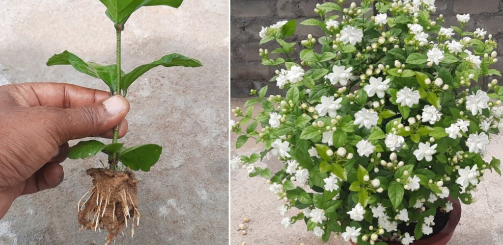 Why do you need to pour bleach on flowers? My gardener’s magic trick ...