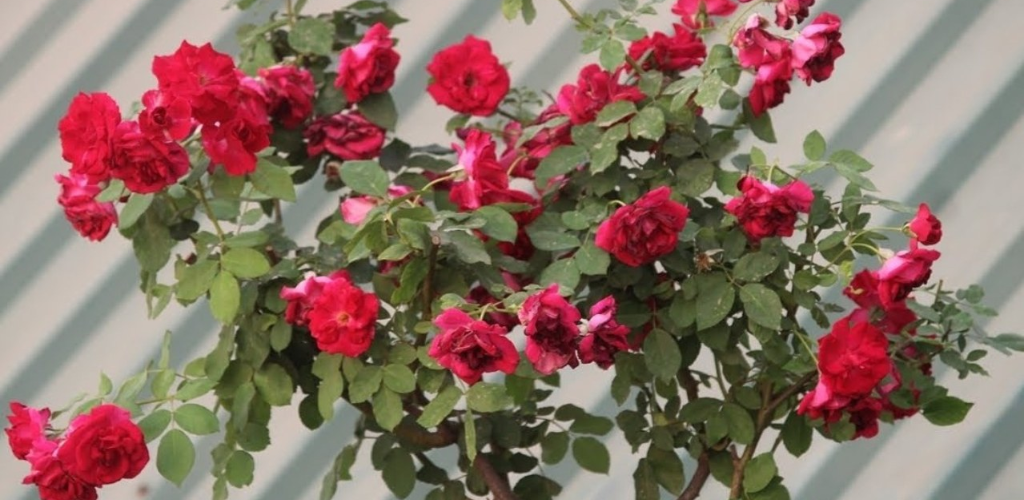 The secret of a blooming rose bush: how to get beautiful roses in ...