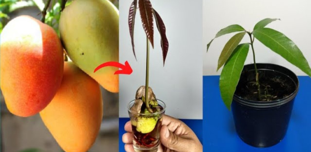 How to sprout a simple mango pit into a majestic plant? - Light Recipes