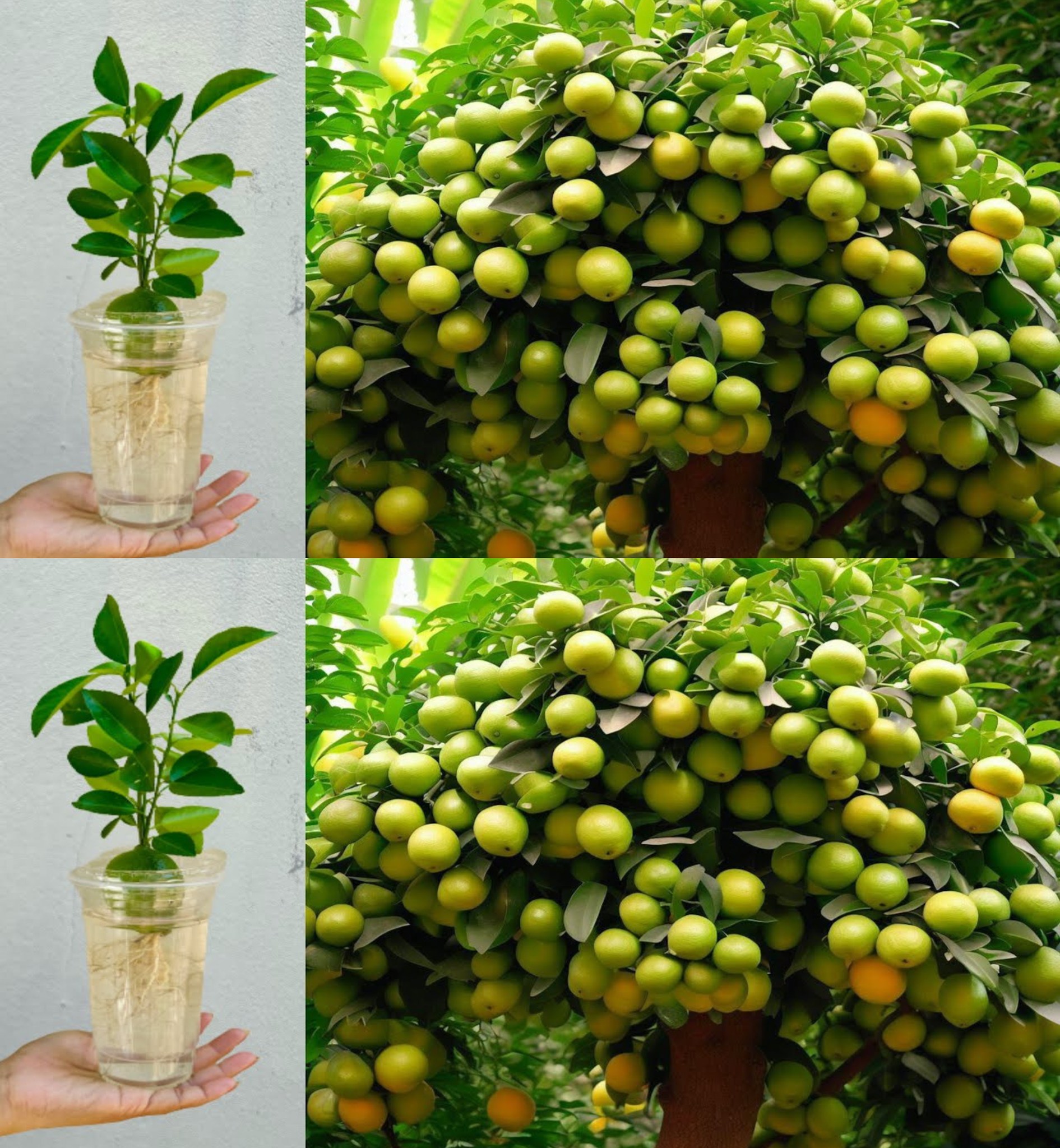 With just one spoonful of this ingredient, the lemon tree will bloom ...