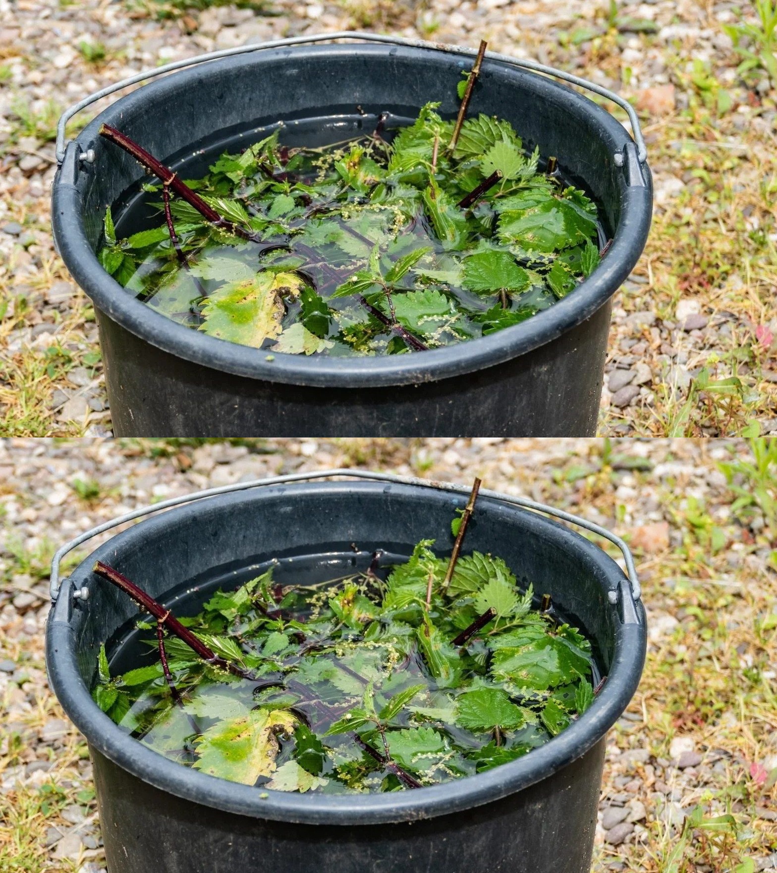 Nettle macerate: The strongest fertilizer, the best pesticide, how to ...