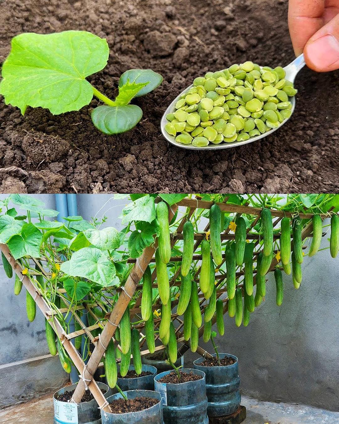 Growing Cucumbers At Home From Seeds: A Step-by-Step Guide With A ...
