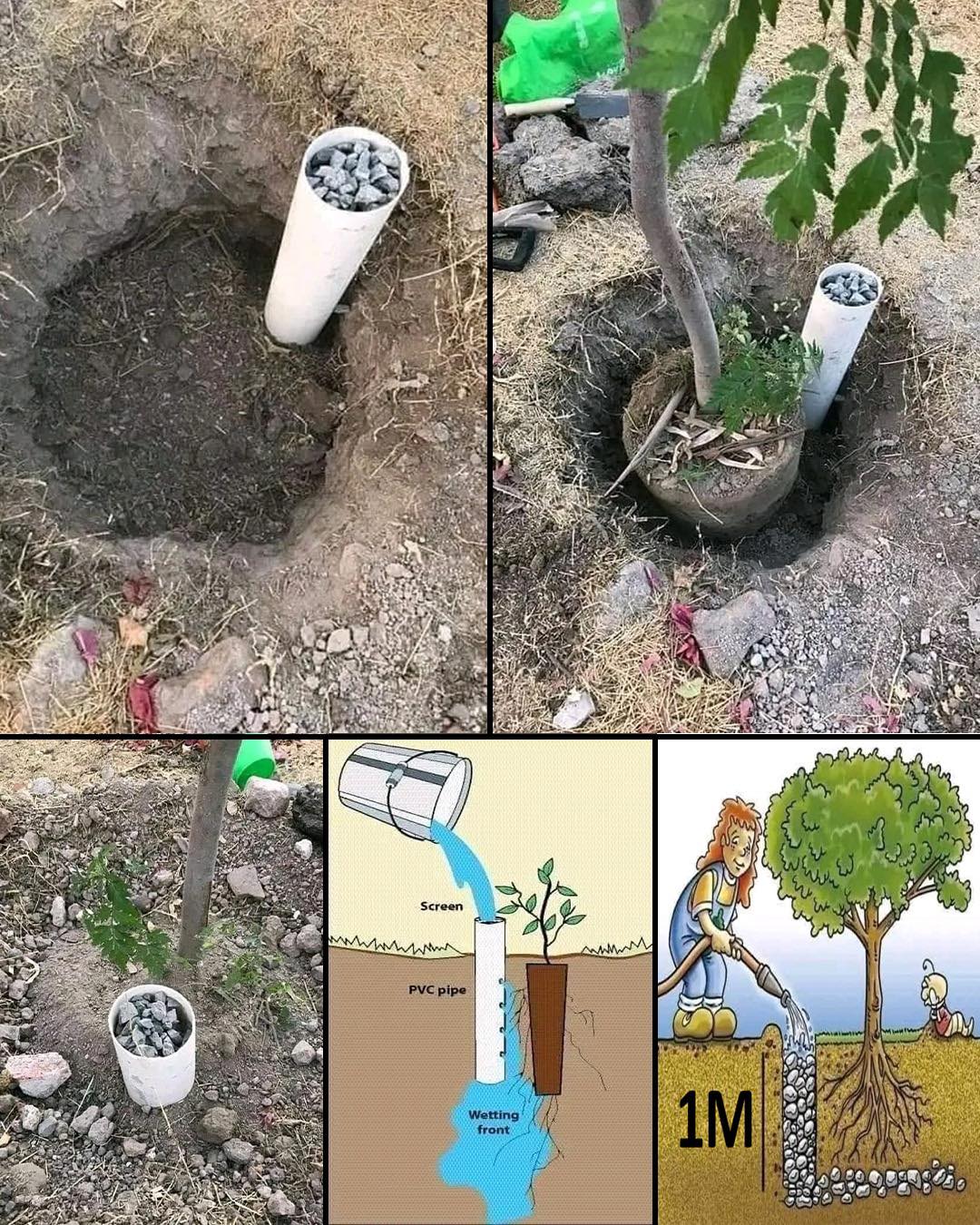 Smart Watering Technique: Using PVC Pipes for Effective Plant Care ...