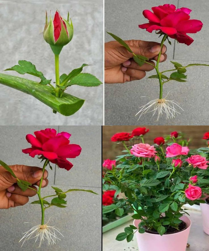 Perfect Roses: Try This Tip for Gorgeous Buds! - Light Recipes