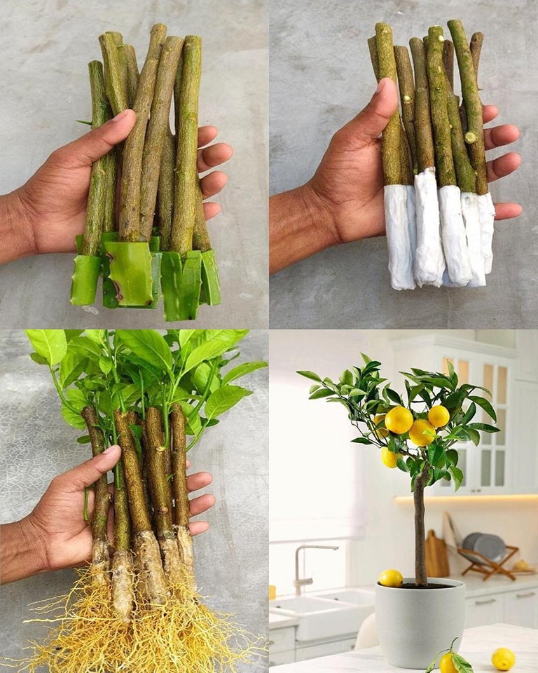 A Guide to Easily Propagating a Lemon Tree from Cuttings Using Paper ...