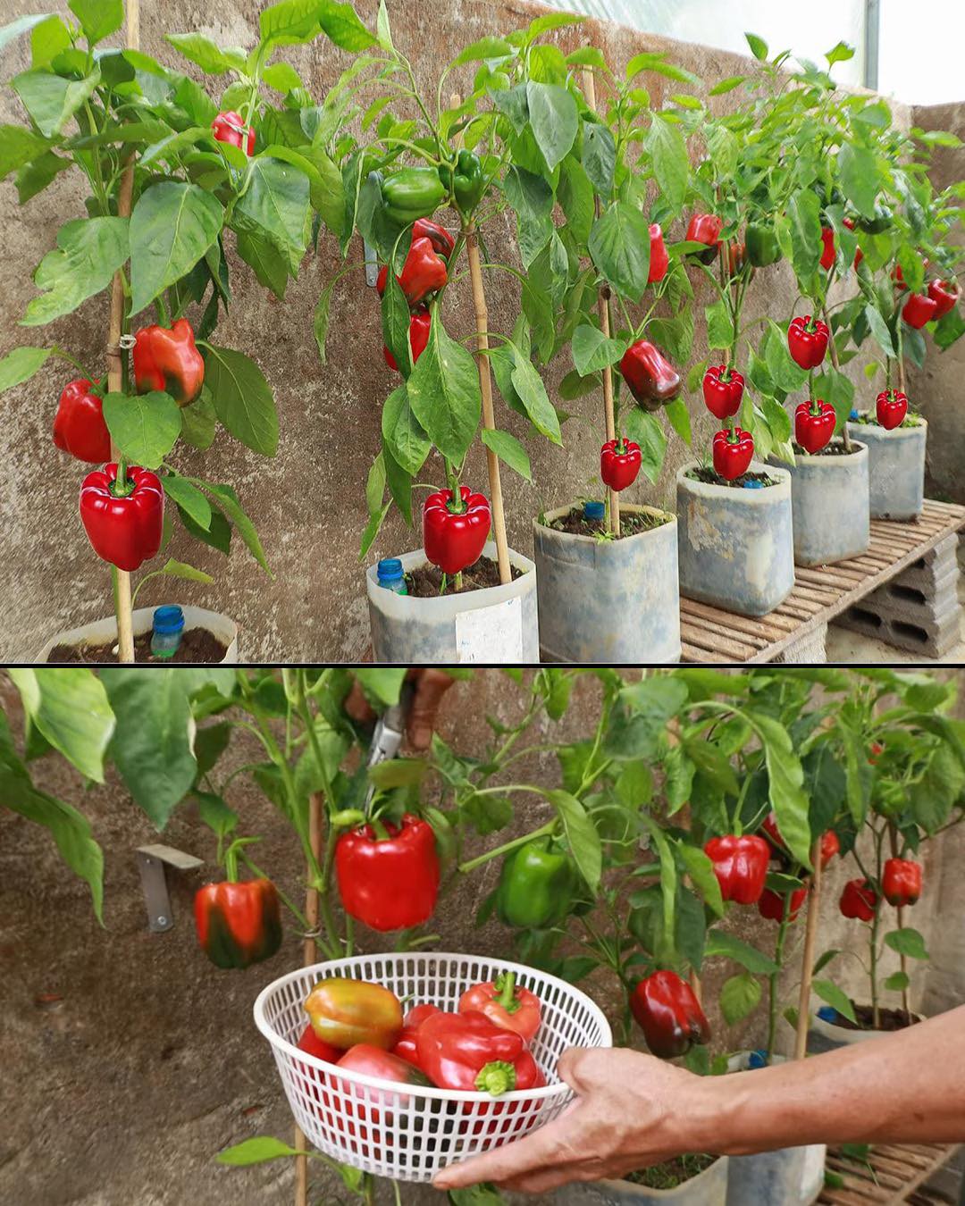 How to Grow Peppers at Home: The Secret to Abundant Production - Light ...