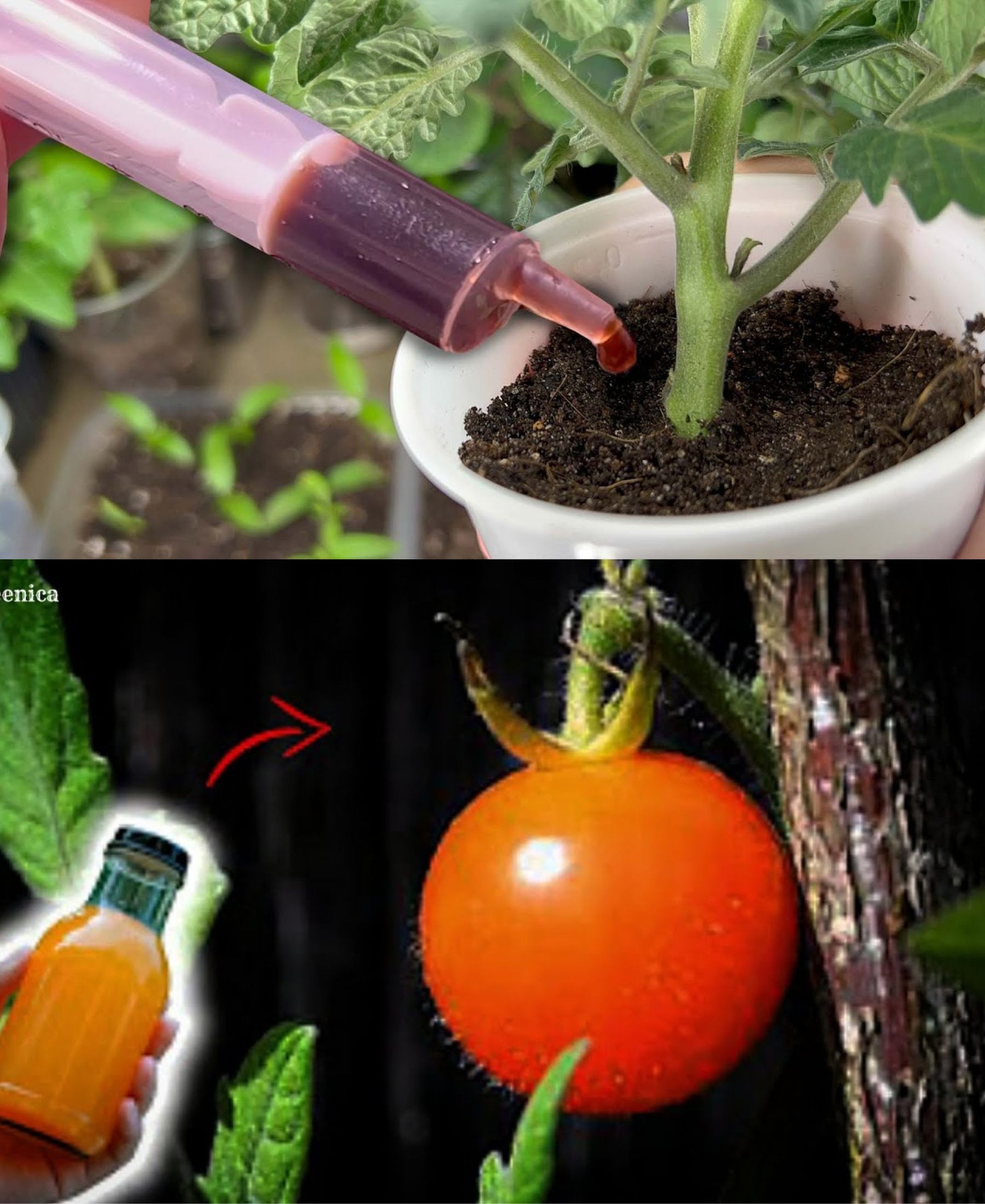 Tomato plants will grow in the blink of an eye if you inject them into ...