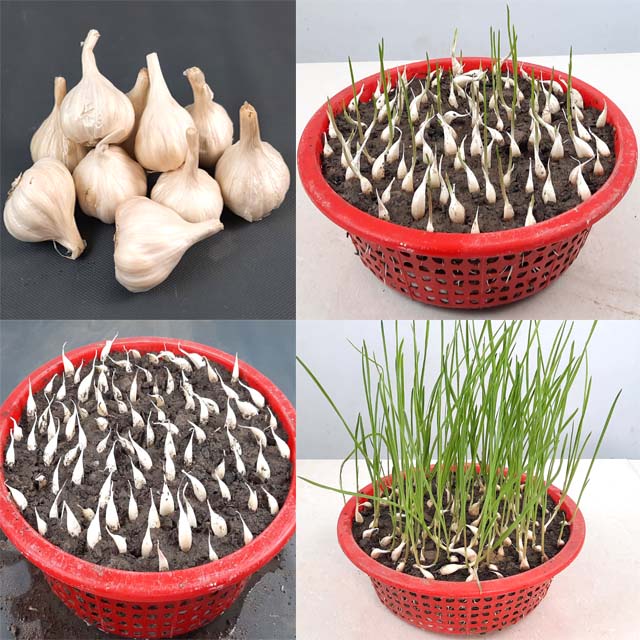 Stop Buying Garlic: Here’s How to Grow an Endless Supply of Garlic at ...