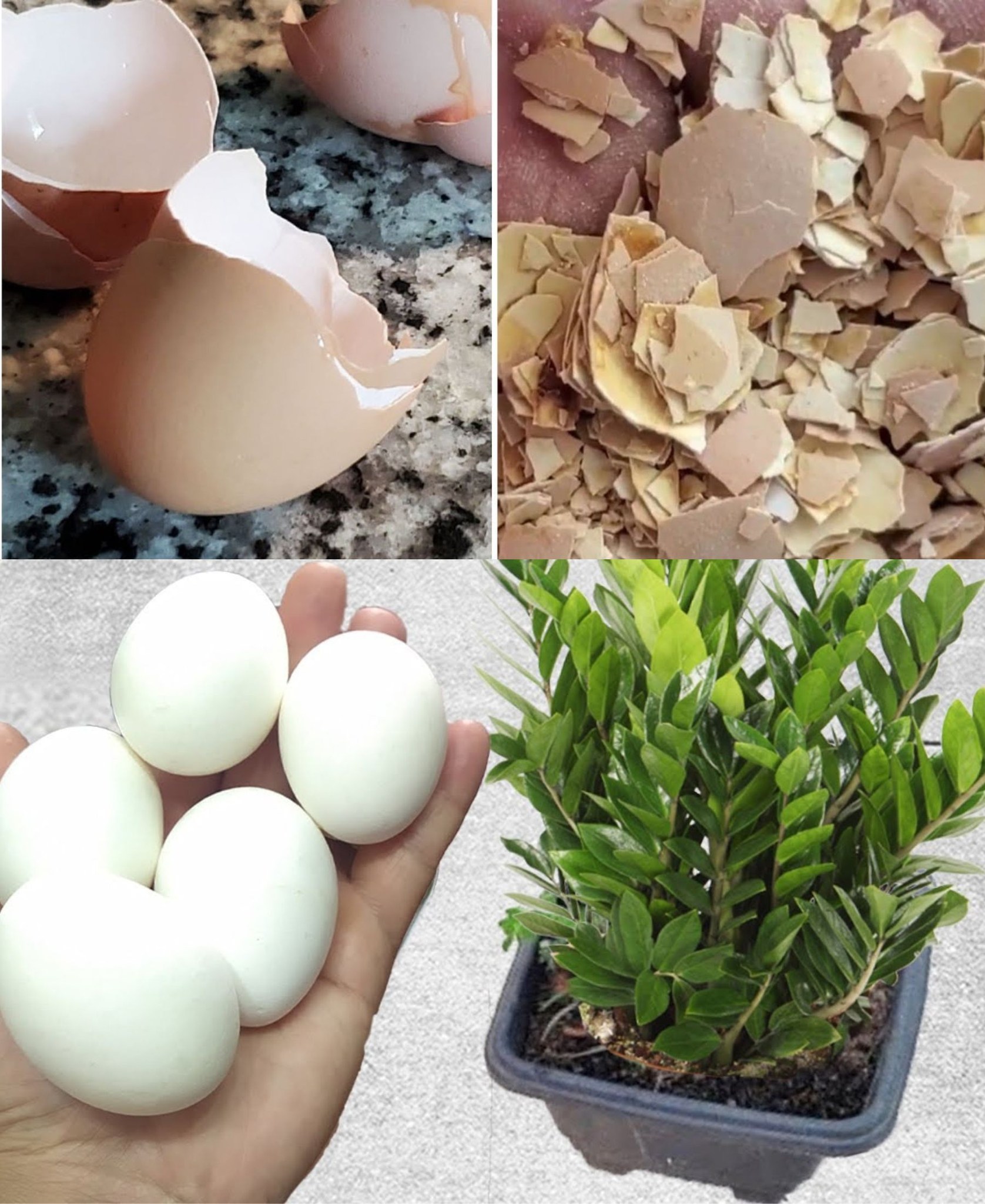 Don’t throw away egg shells: they are worth gold in the garden if you ...