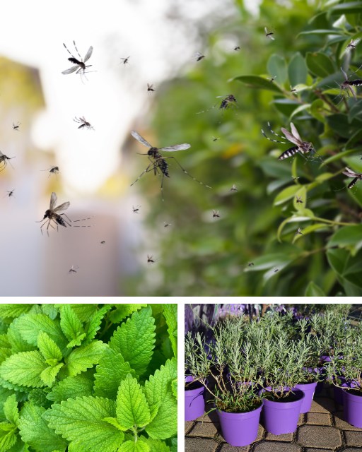 12 anti-mosquito plants that you can have inside your home - Light Recipes