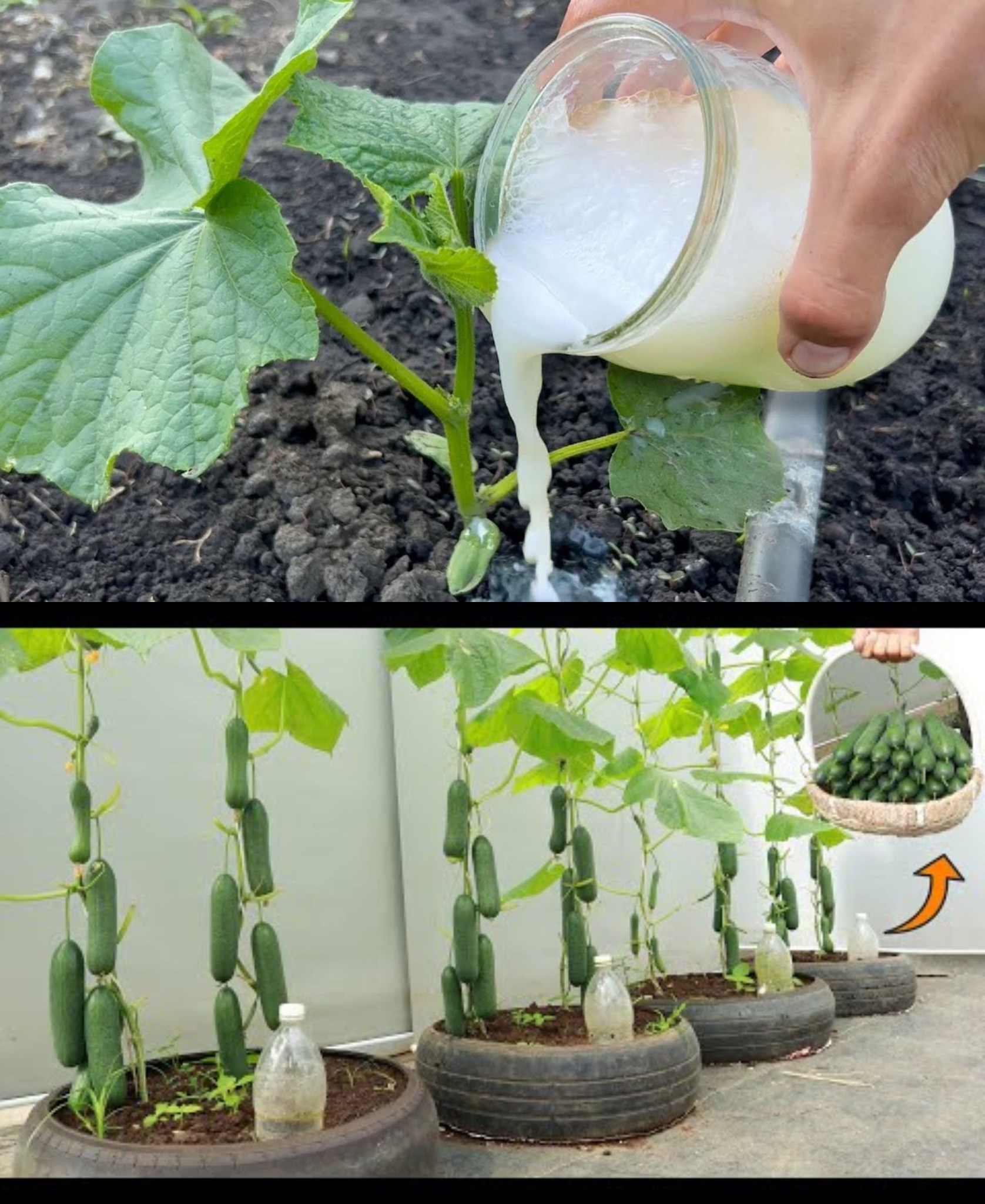 Add it to cucumber once a month and in a week it doubles the entire ...