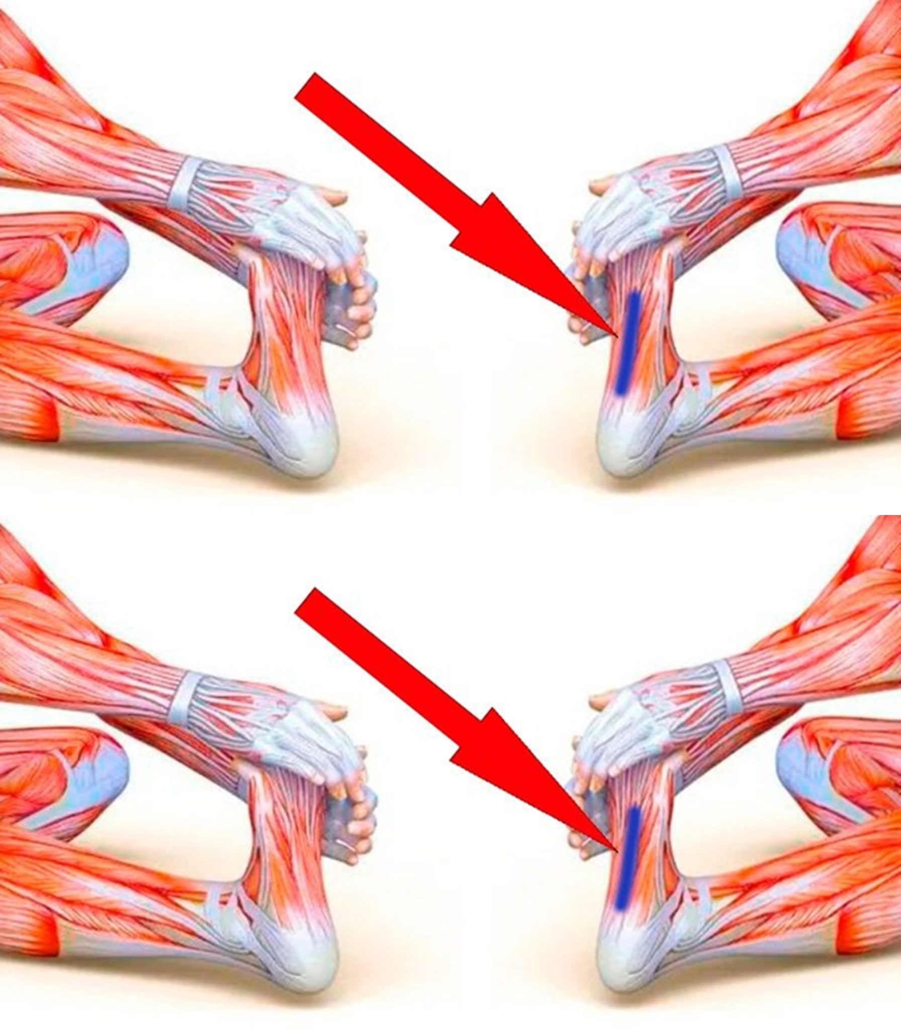 How to stimulate the “earth tendons” of the legs - Light Recipes