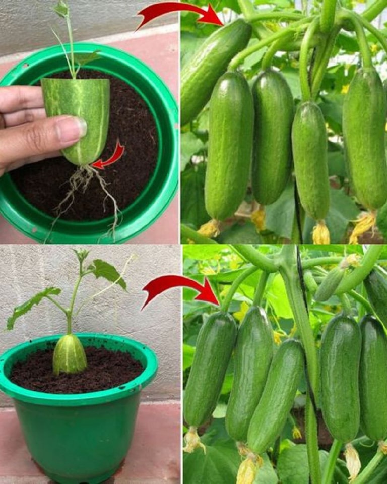 6 mistakes you should not make when planting cucumbers - Light Recipes