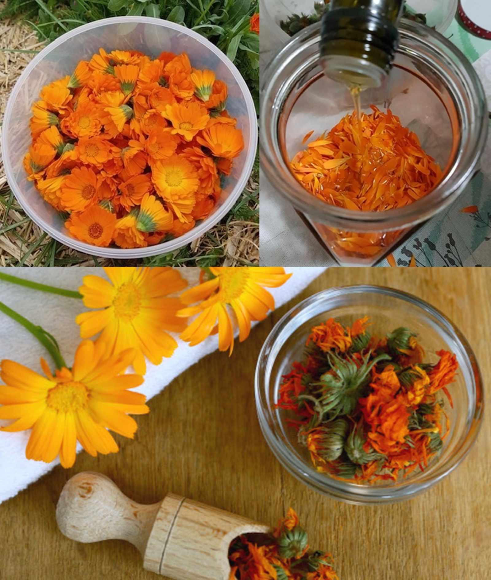 Calendula oil for eczema, wounds, stomach ulcers and varicose veins ...