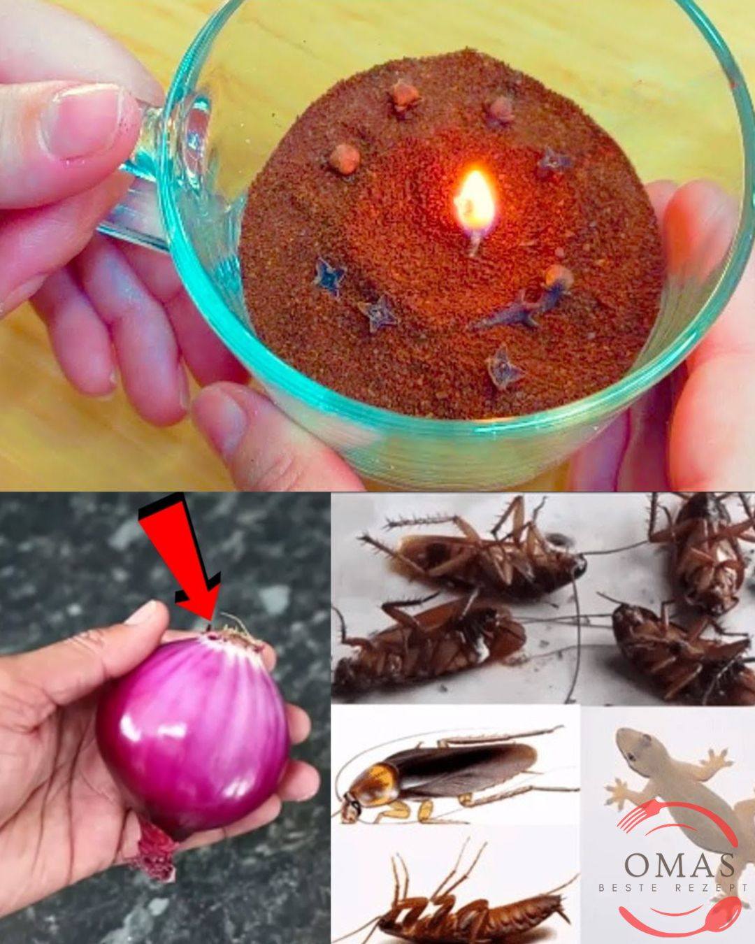 Eliminate cockroaches, flies and mosquitoes with this mixture of ...