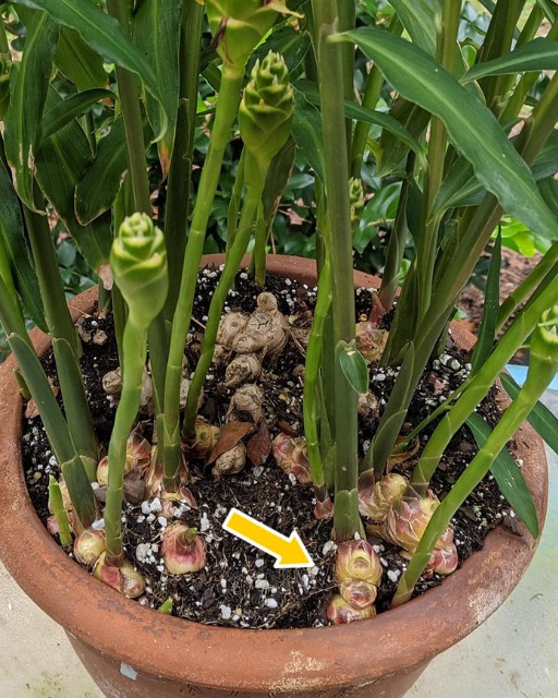 The super quick trick to growing potted ginger at home: from a small ...