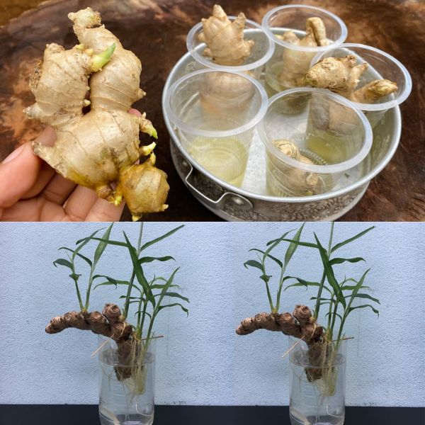 Here’s how to easily grow ginger at home so you can have it endlessly ...