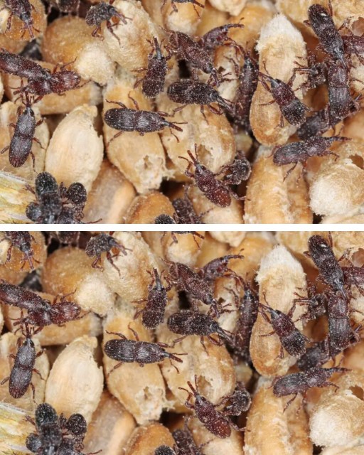 How to eliminate weevils and avoid surprises in the pantry - Light Recipes