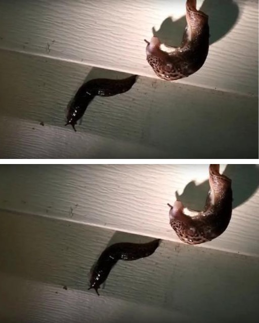What does it mean when slugs appear in my house? - Light Recipes