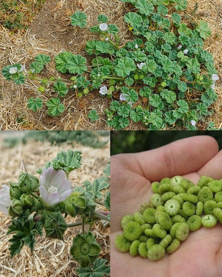 Versatile Common Mallow: A Plant With Multiple Uses - Light Recipes