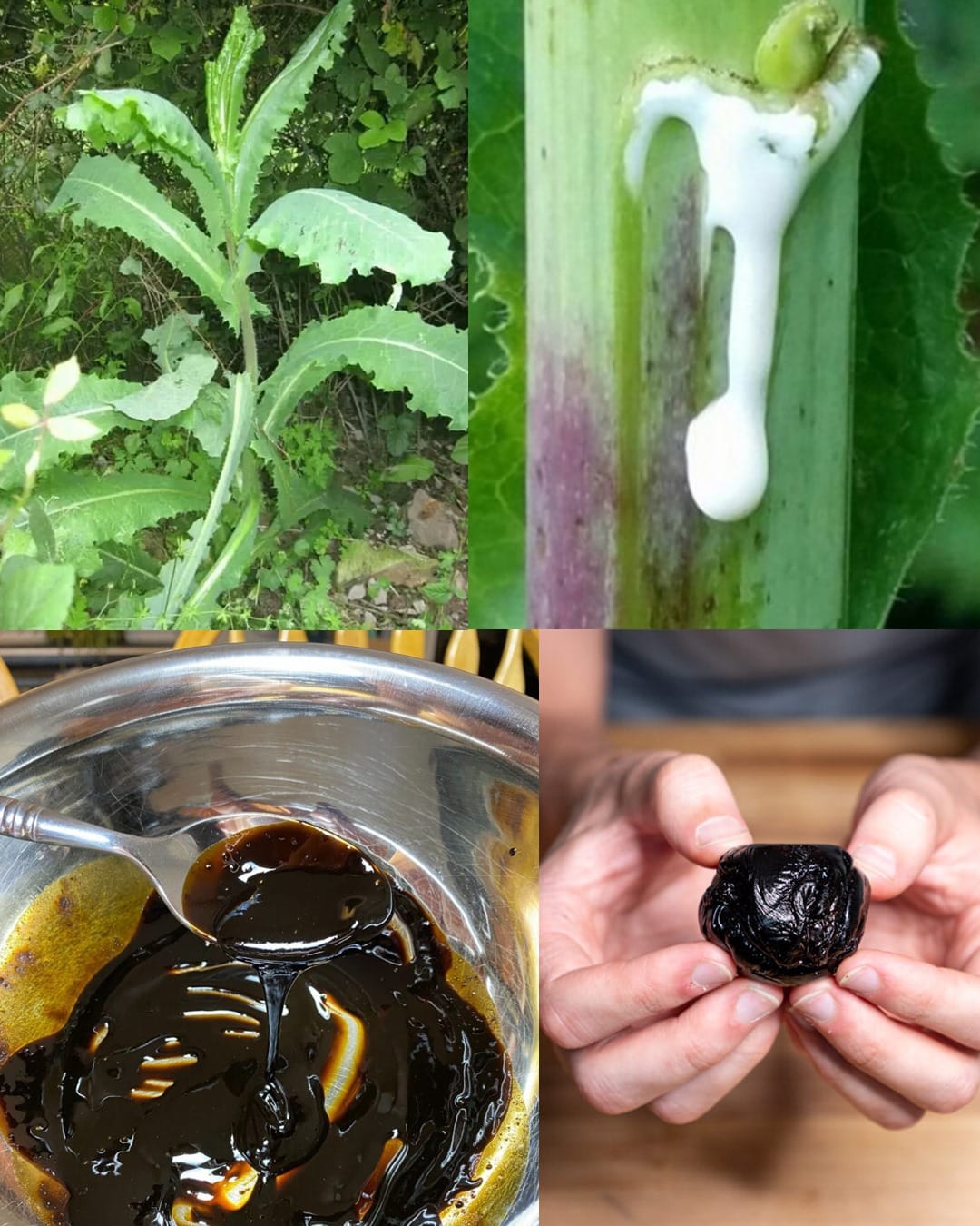 Creating Wild Lettuce Extract: A Natural Solution for Pain and Sleep ...