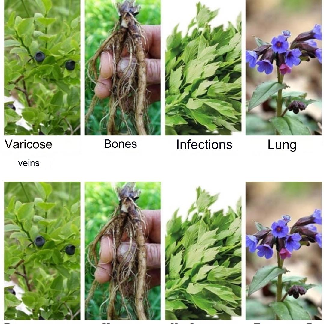 A complete list of common ailments and the herbs that treat them ...