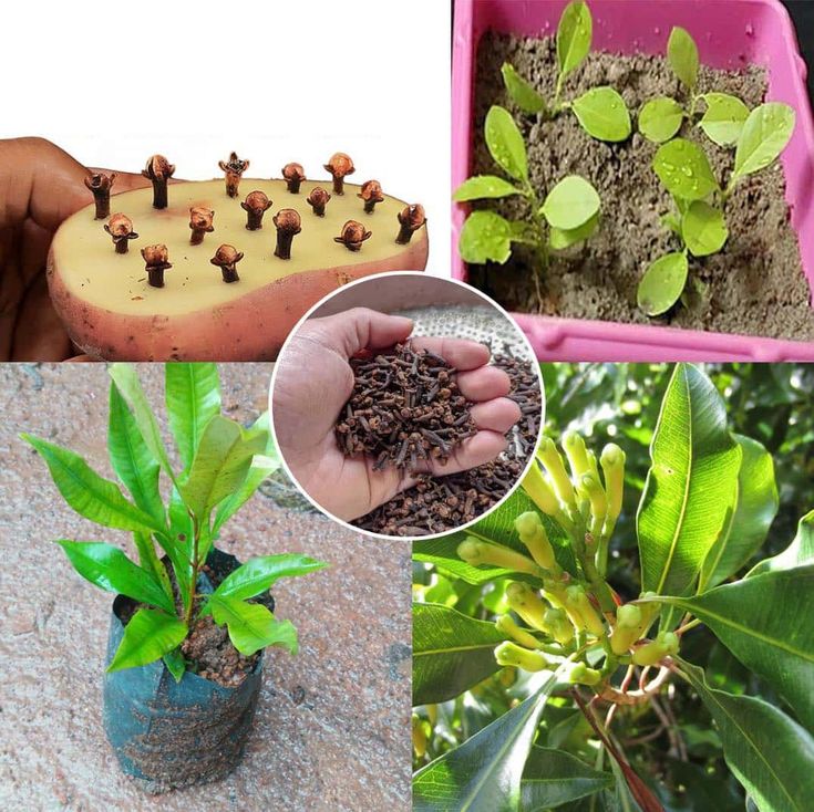 Easy Clove Growing: From Seed to Spice - Light Recipes
