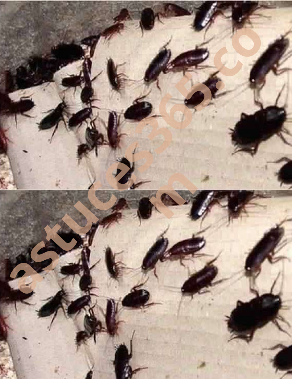 How to Protect Your Home Against Cockroaches? - Light Recipes