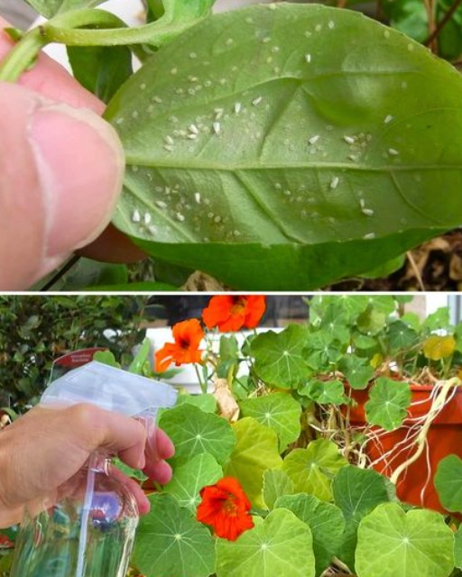 5 Super Powerful Remedies to Get Rid of Plant Bugs Forever – They’re ...