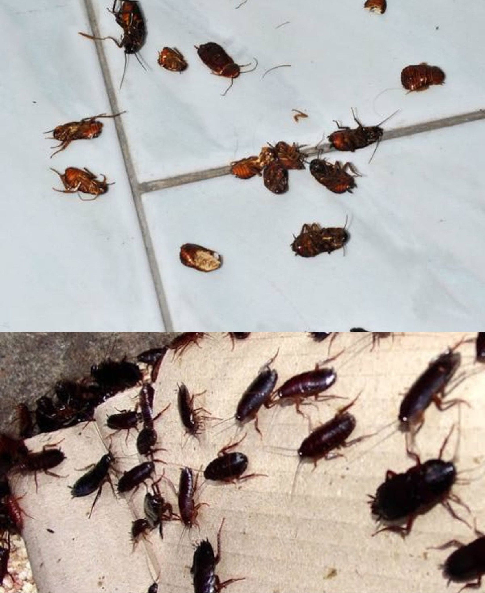 Cockroaches in the house, coming out of the bathroom: how to make them ...