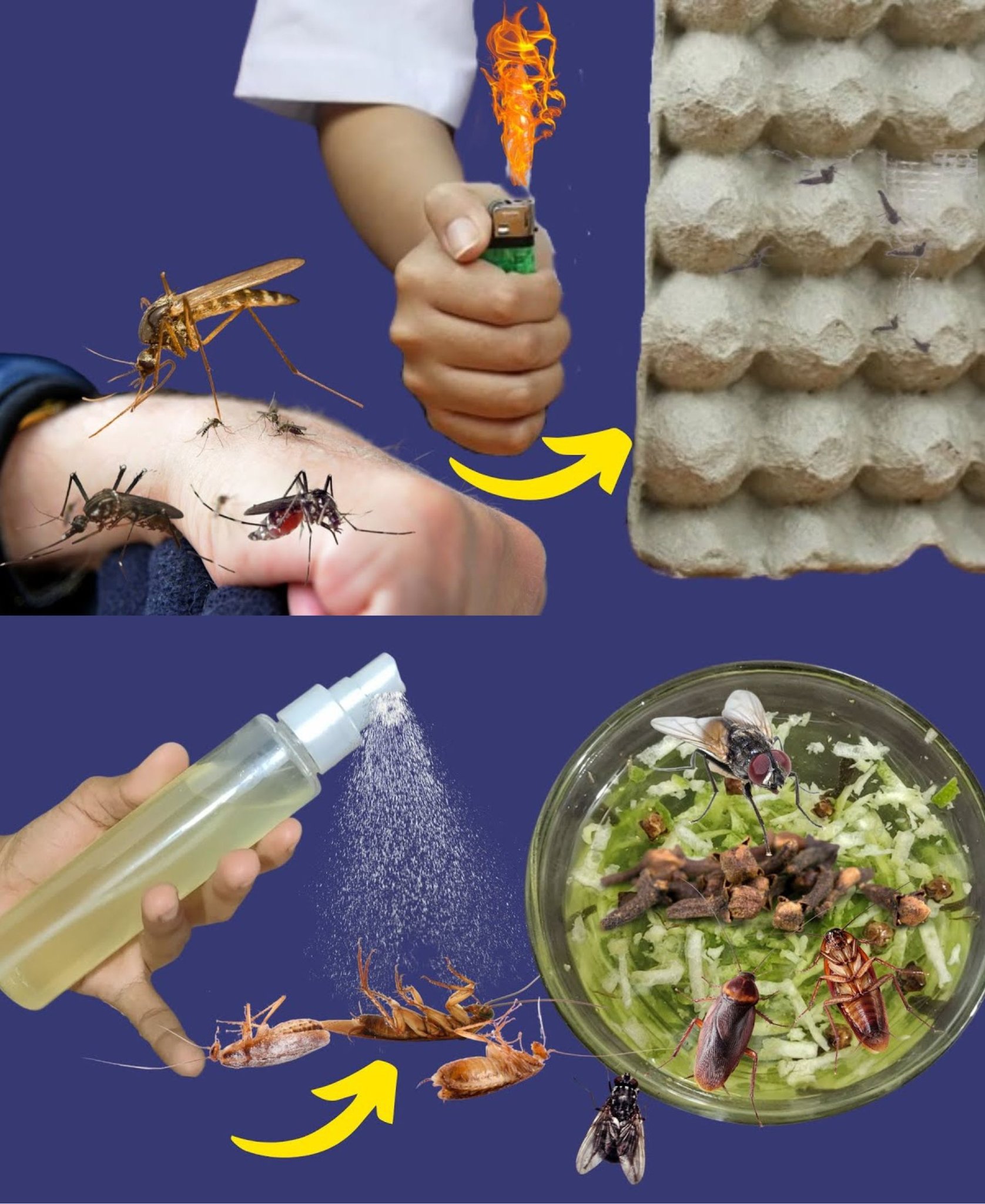 The foolproof, zero-cost trap to catch mosquitoes and insects that ...