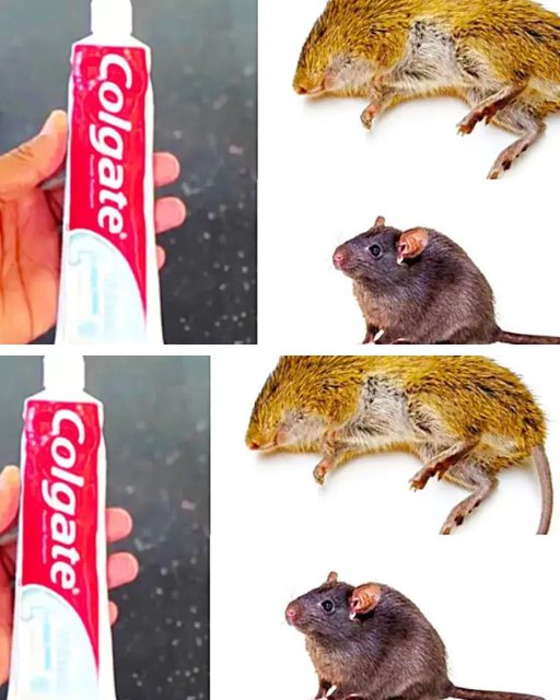How to Eliminate Rats and Mice with Toothpaste - Light Recipes
