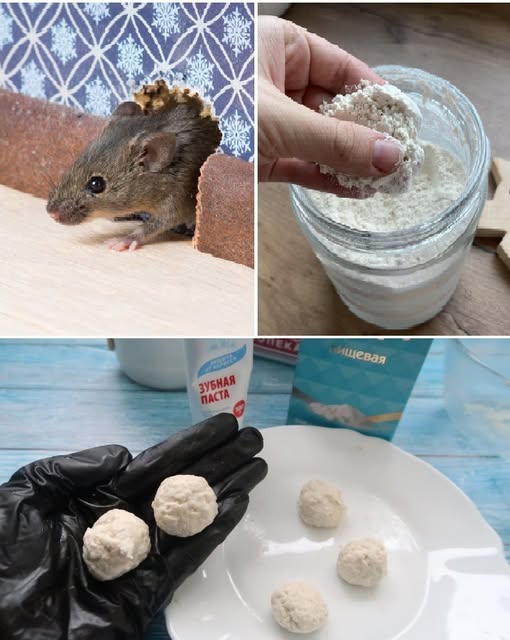 No more rat and mouse problems – here’s how to get rid of them with ...