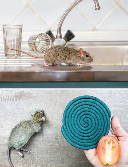 Homemade Mouse Repellent Spray - Light Recipes