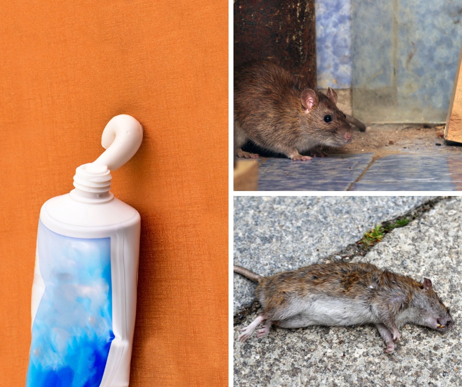 How to Eliminate Rats and Mice with Toothpaste - Light Recipes