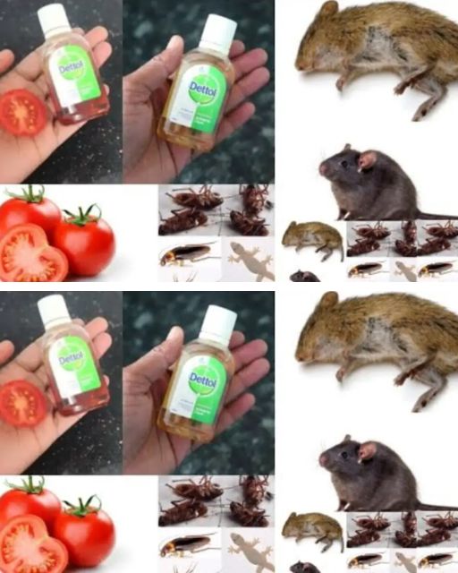 2 simple tips to get rid of rats and cockroaches - Light Recipes